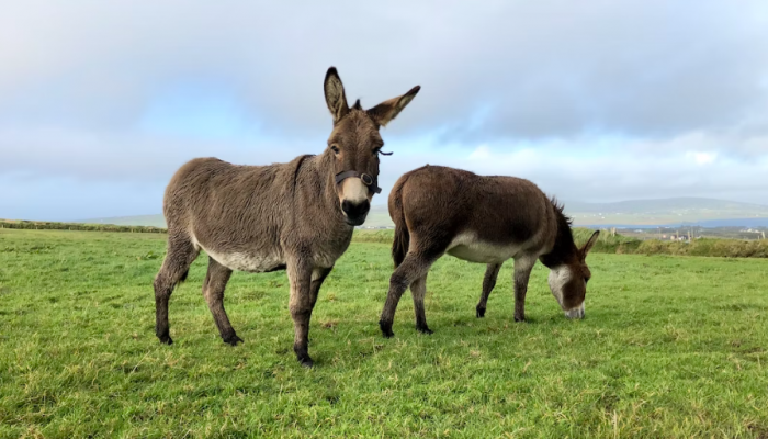 UF ICBR – your pursuit is what drives us.