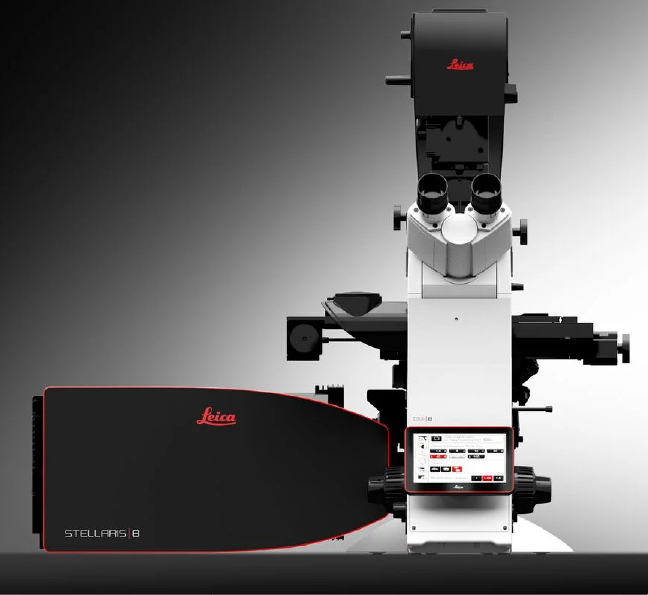 UF ICBR Cytometry Acquires Leica Stellaris 8 Confocal Microscope – UF ICBR